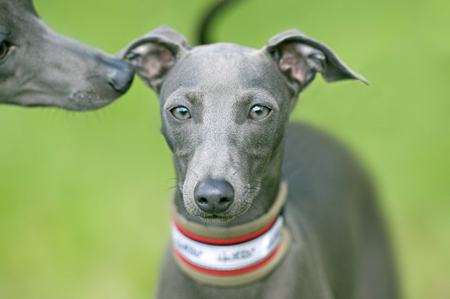 狗狗大全_波奇宠物百科